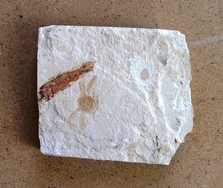 Fossile Pesce Esemplare