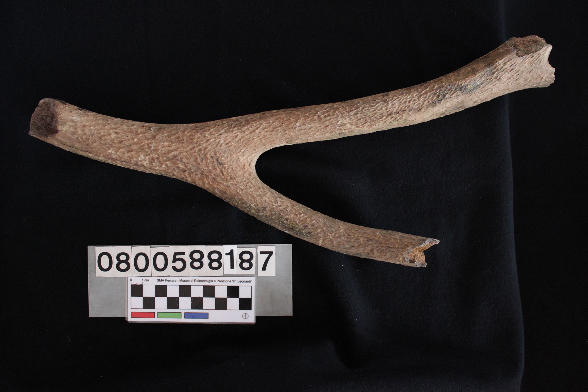 fossile (Cervus elaphus siciliae, palco, esemplare)