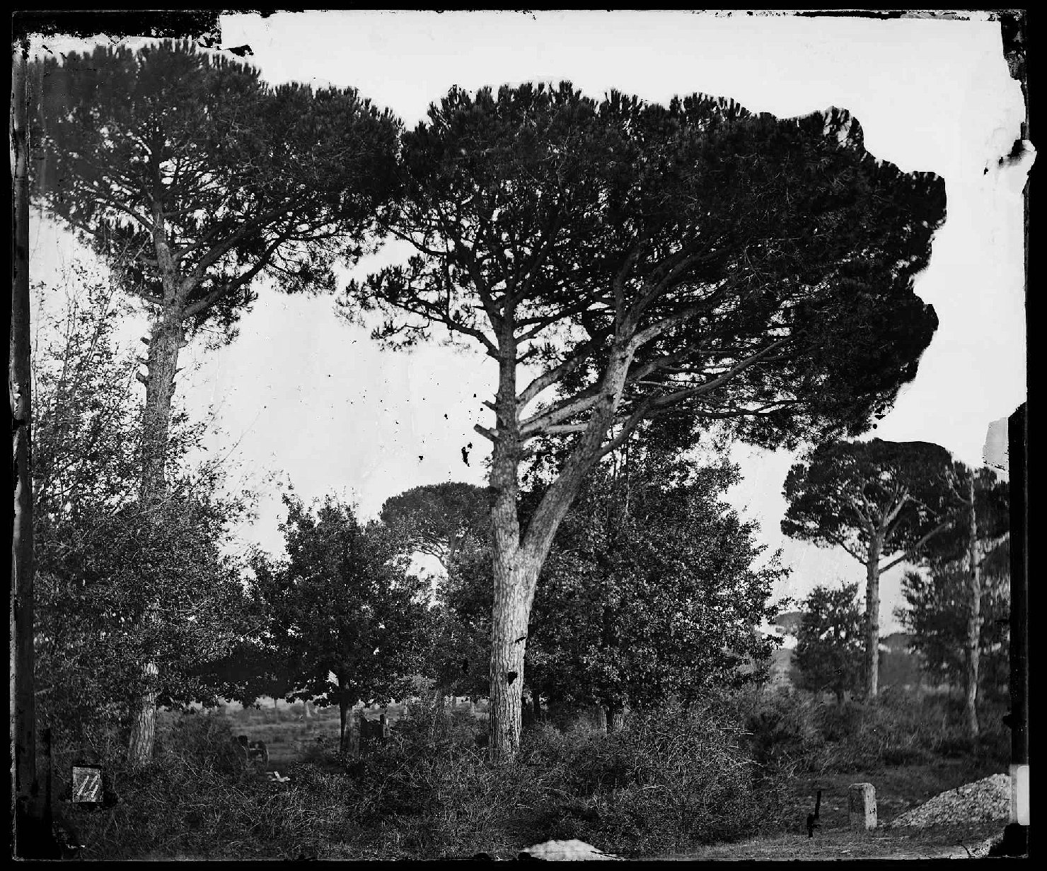 Ravenna - Pineta negativo, ca 1877 - ante 1882