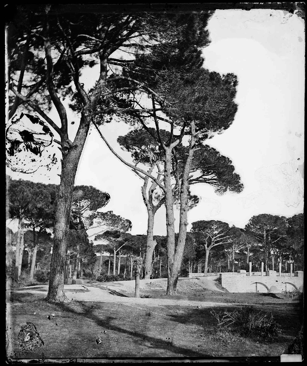 Ravenna - Pineta negativo, ca 1877 - ante 1882