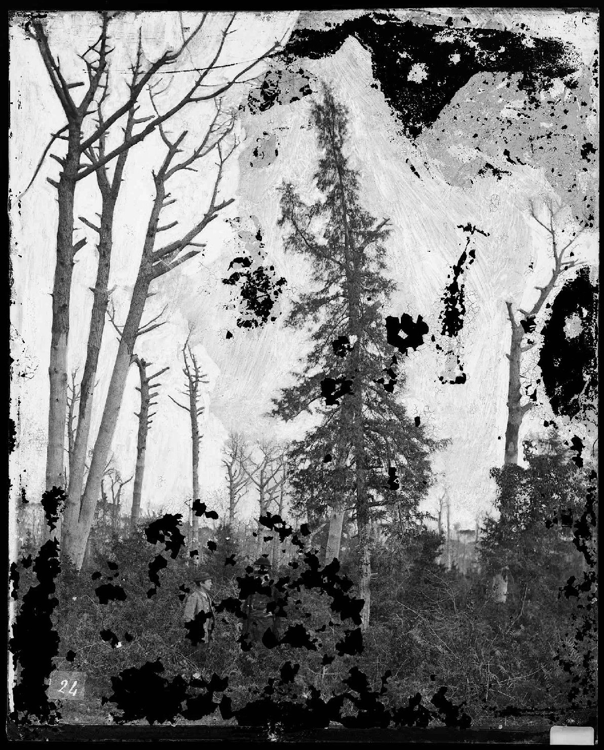 Ravenna - Pineta negativo, ca 1877 - ante 1882