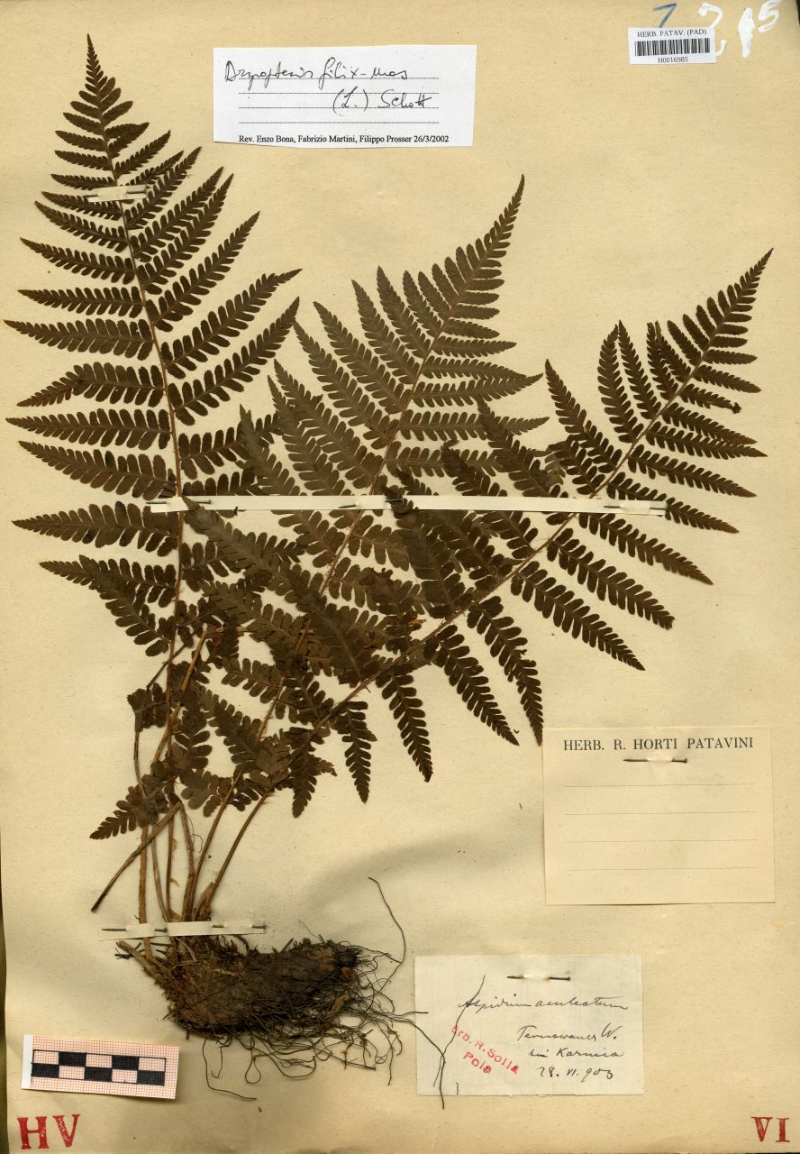 Aspidium aculeatum - erbario, Erbario delle Tre Venezie)