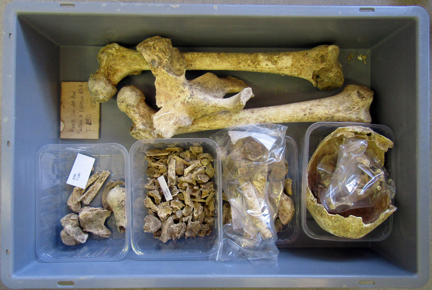 reperti antropologici pertinenti a un unico individuo (reperto oste