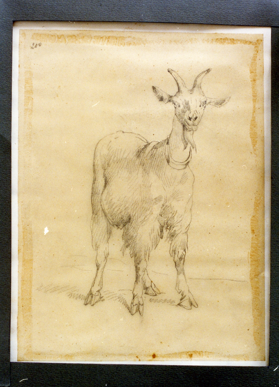 studio di capra disegno, post 1845 - ante 1870